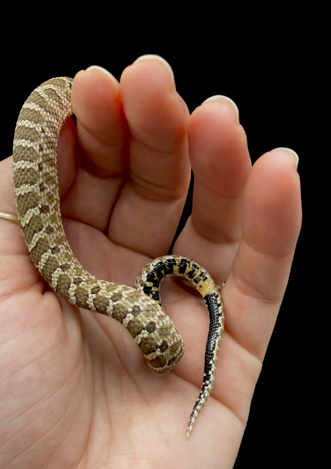 Lemon Ghost Western Hognose by BiomesandBotanicals - MorphMarket