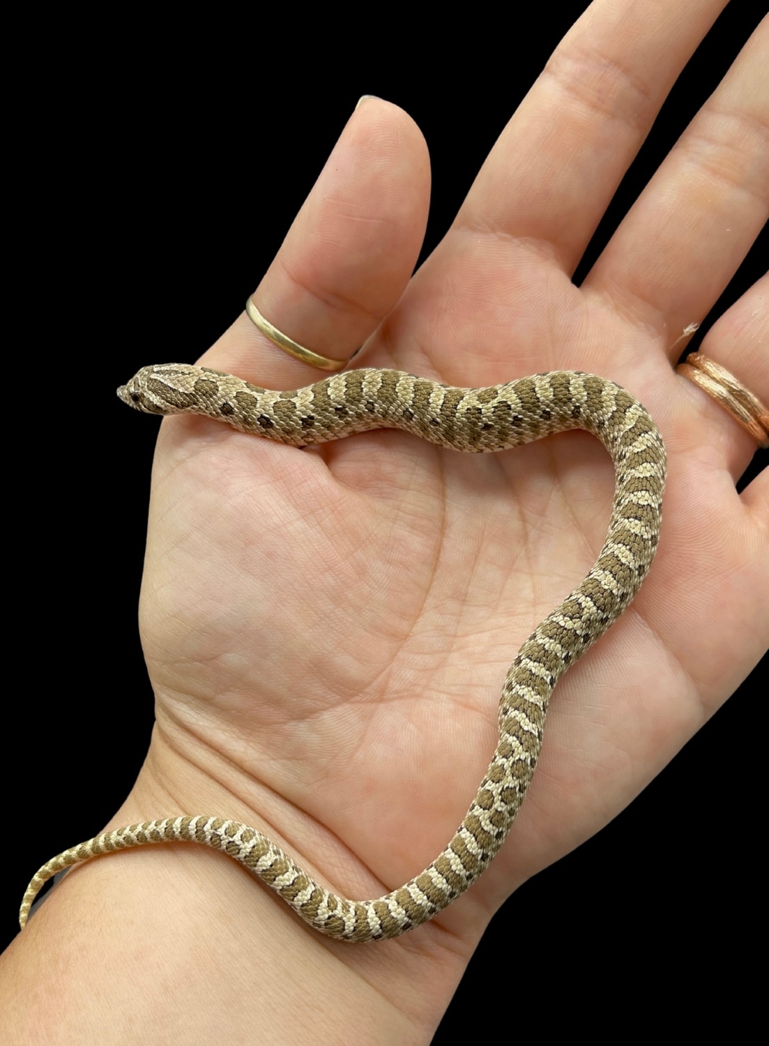 Lemon Ghost Western Hognose by BiomesandBotanicals - MorphMarket