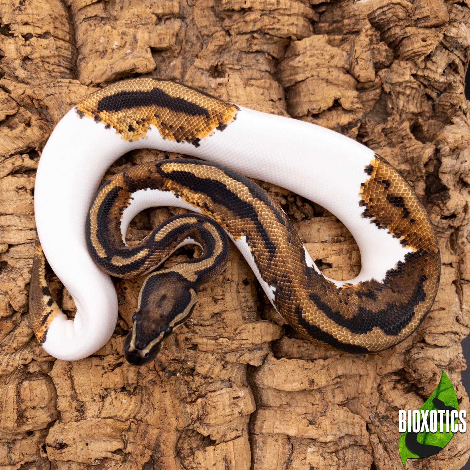Asphalt OR Yellow Belly Pied Ball Python by Bioxotics - MorphMarket