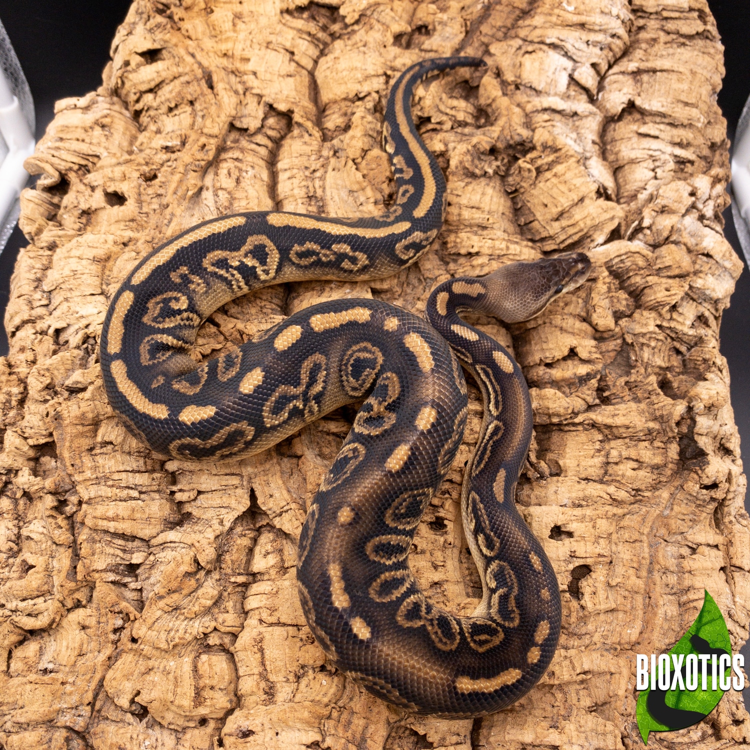 Wookie Black Pastel Yellow Belly Het Clown Ball Python by Bioxotics ...
