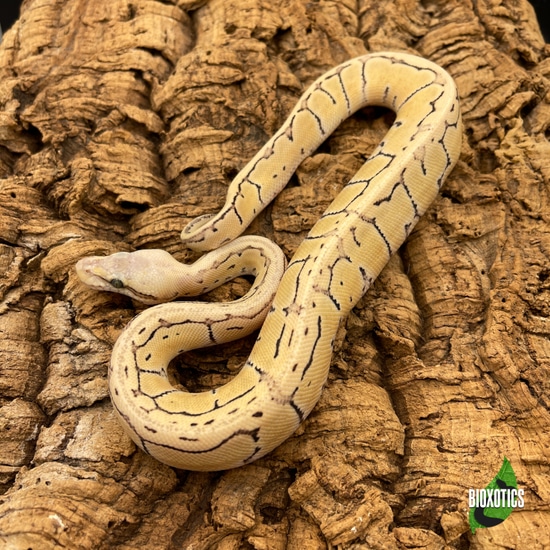 Lemon Blast Desert Ghost Ball Python by Bioxotics