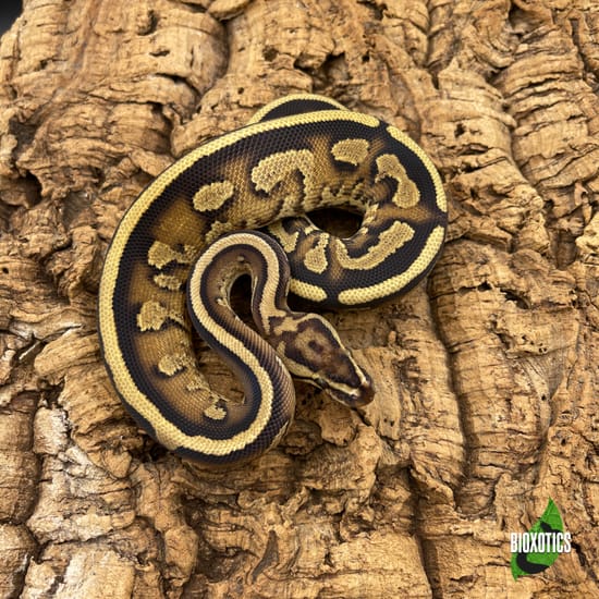 Asphalt Specter Ball Python by Bioxotics