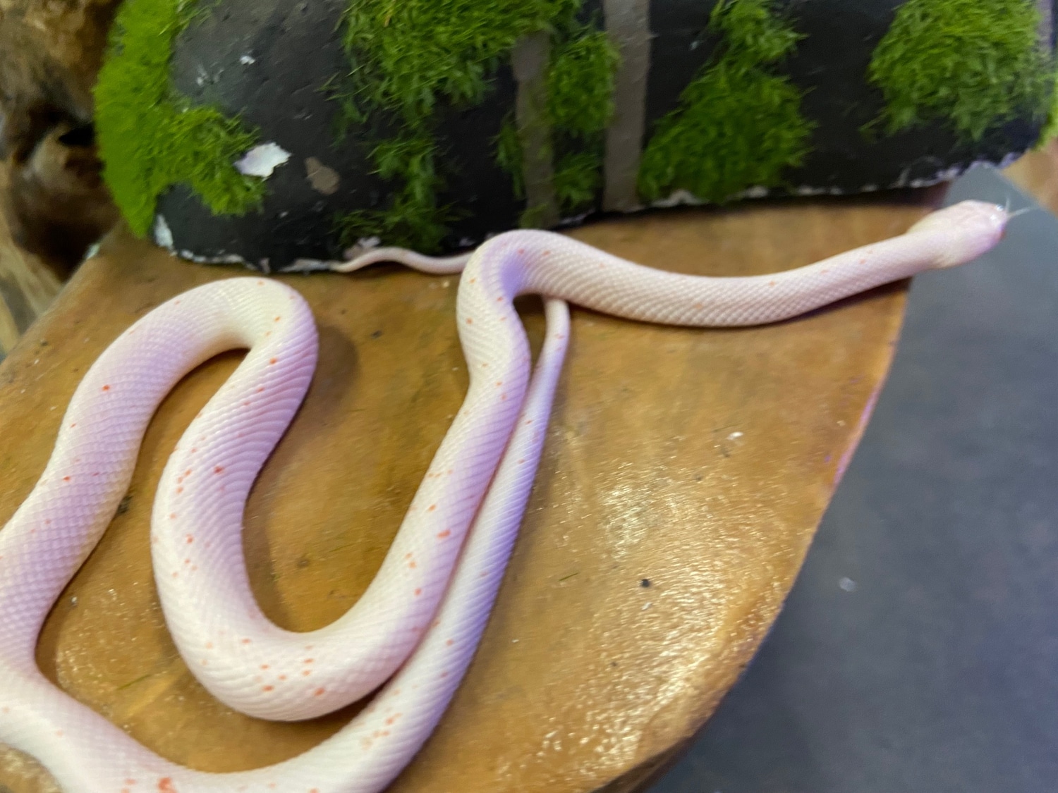 Amel Palmetto Corn Snake by Birmingham Reptiles and Pets - MorphMarket