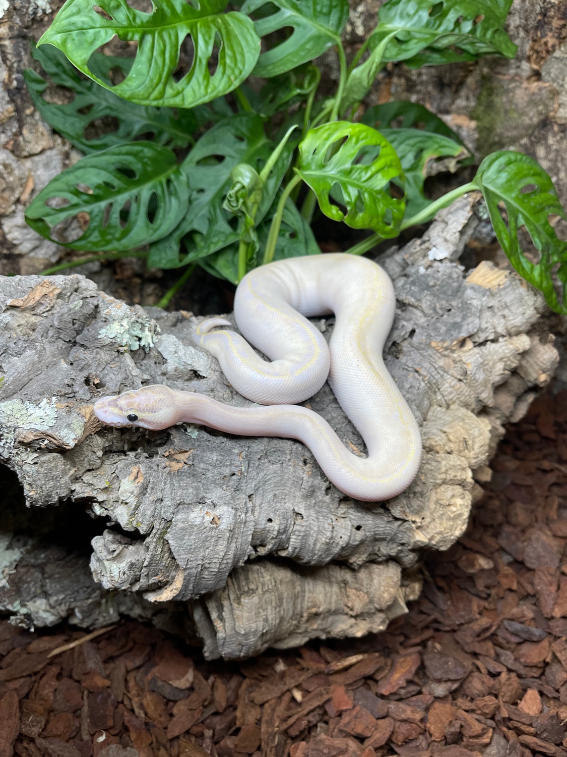 Ivory Ball Python by Birmingham Reptiles - MorphMarket