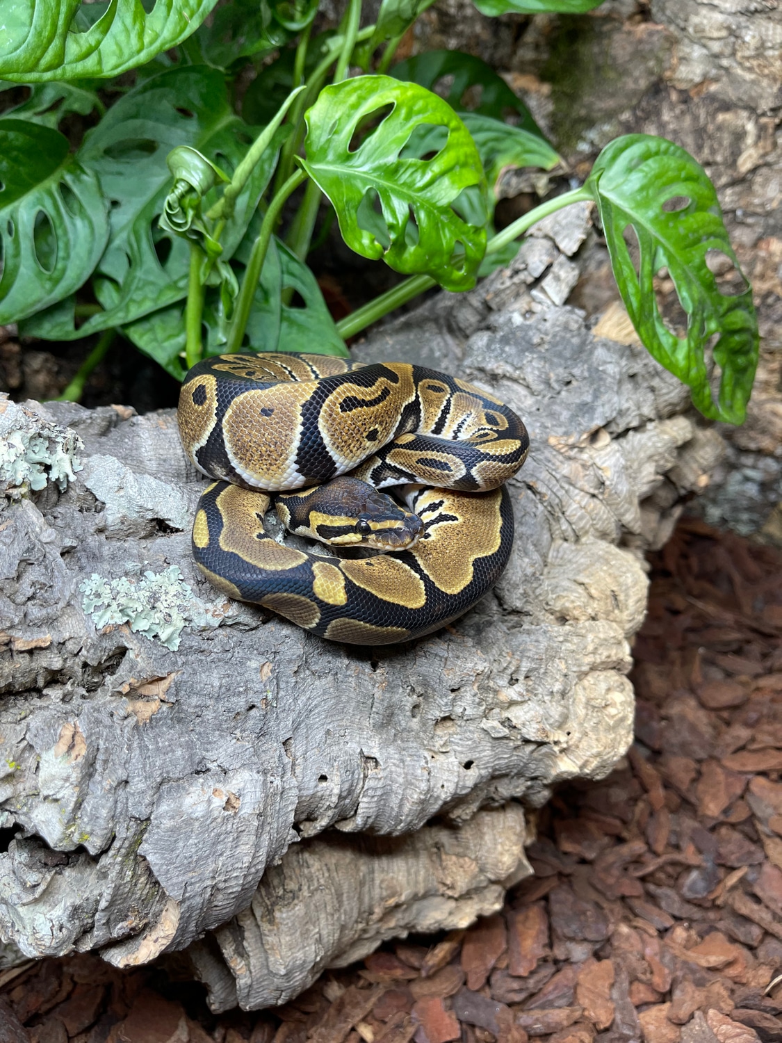 100% Het Axanthic (TSK) Ball Python by Birmingham Reptiles - MorphMarket