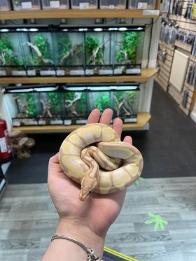 Banana Sugar Enchi Ball Python by Birmingham Reptiles