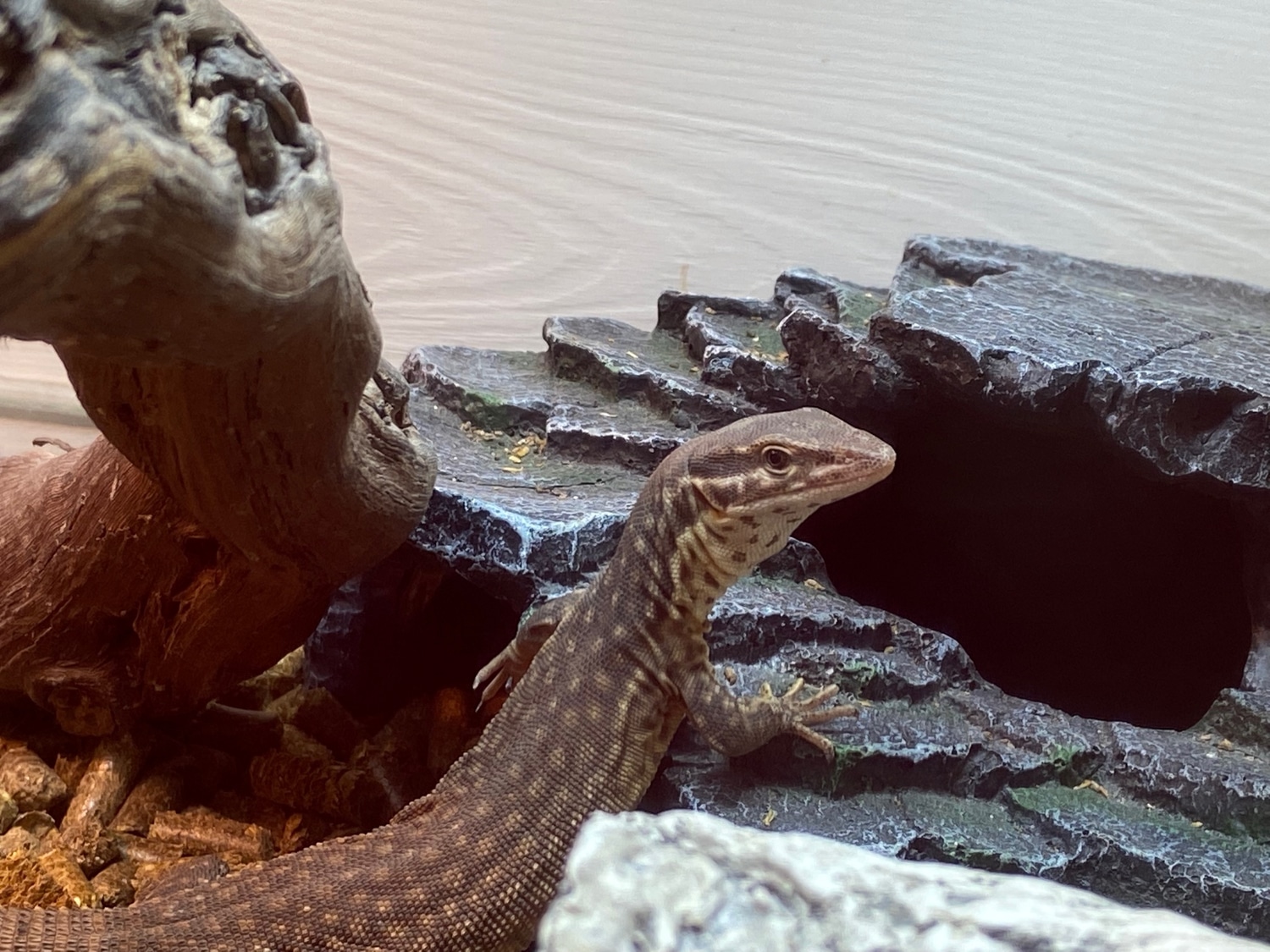 Ackie Spiny Tailed Monitors Ackie Monitor by Birmingham Reptiles ...