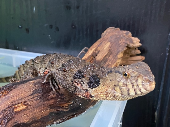Chinese Crocodile Lizards More Lizard by Birmingham Reptiles