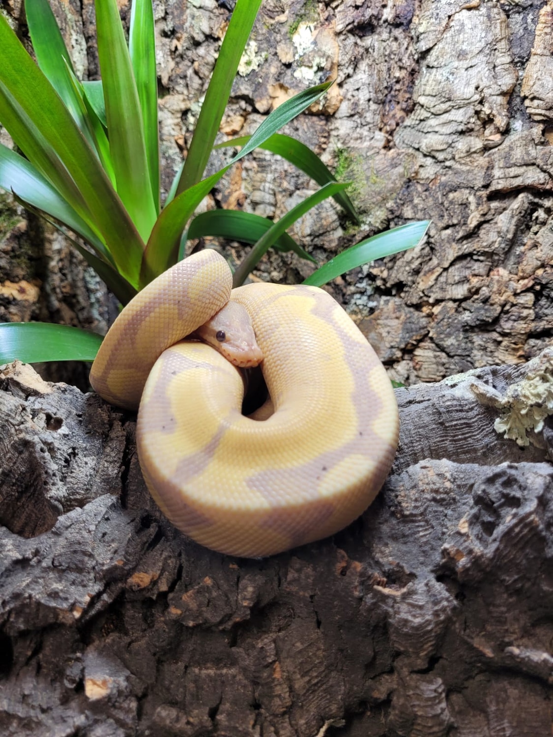 Banana Mojave Enchi Ball Python by Birmingham Reptiles - MorphMarket