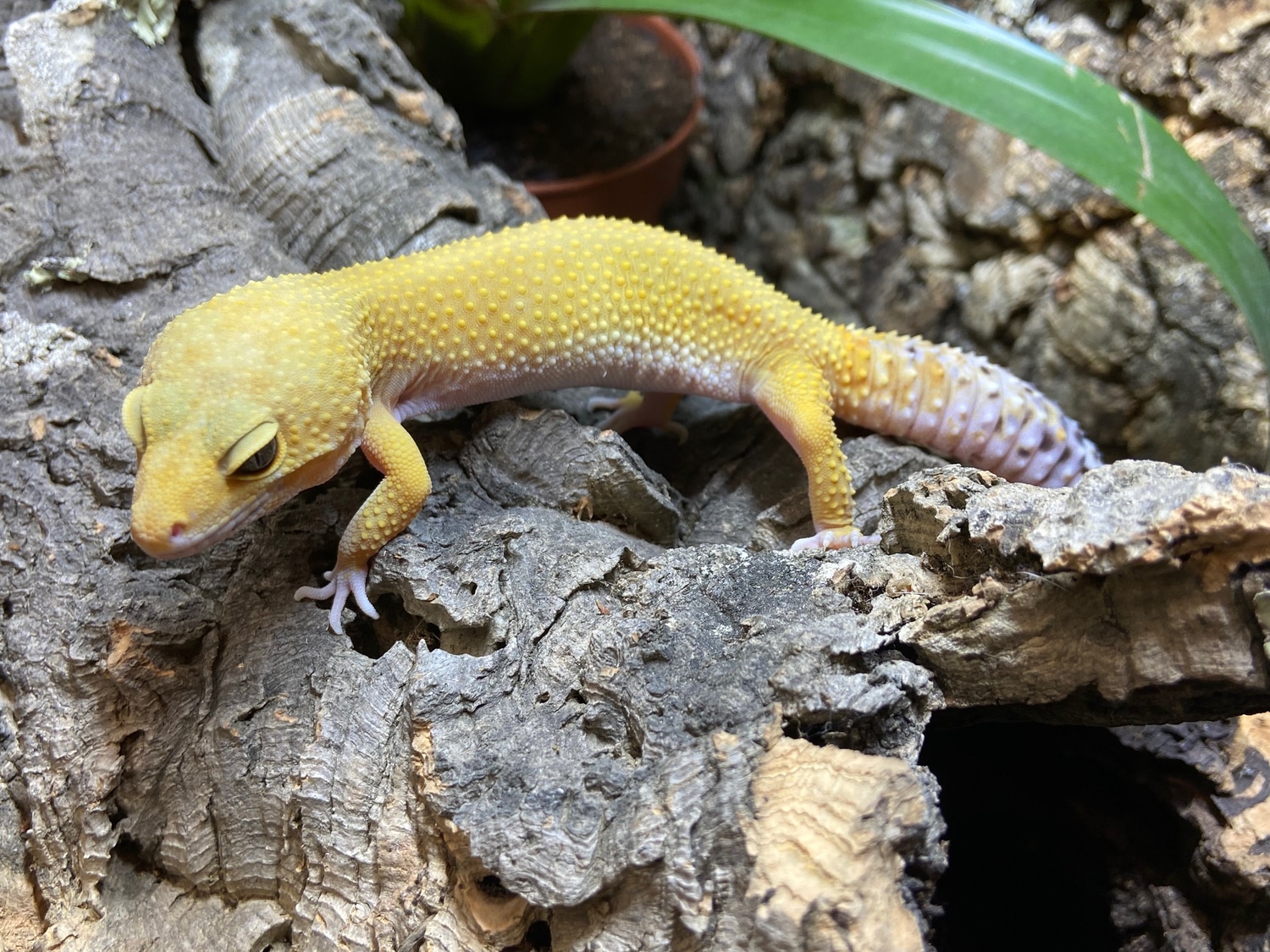 Super Hypo Leopard Gecko by Birmingham Reptiles - MorphMarket