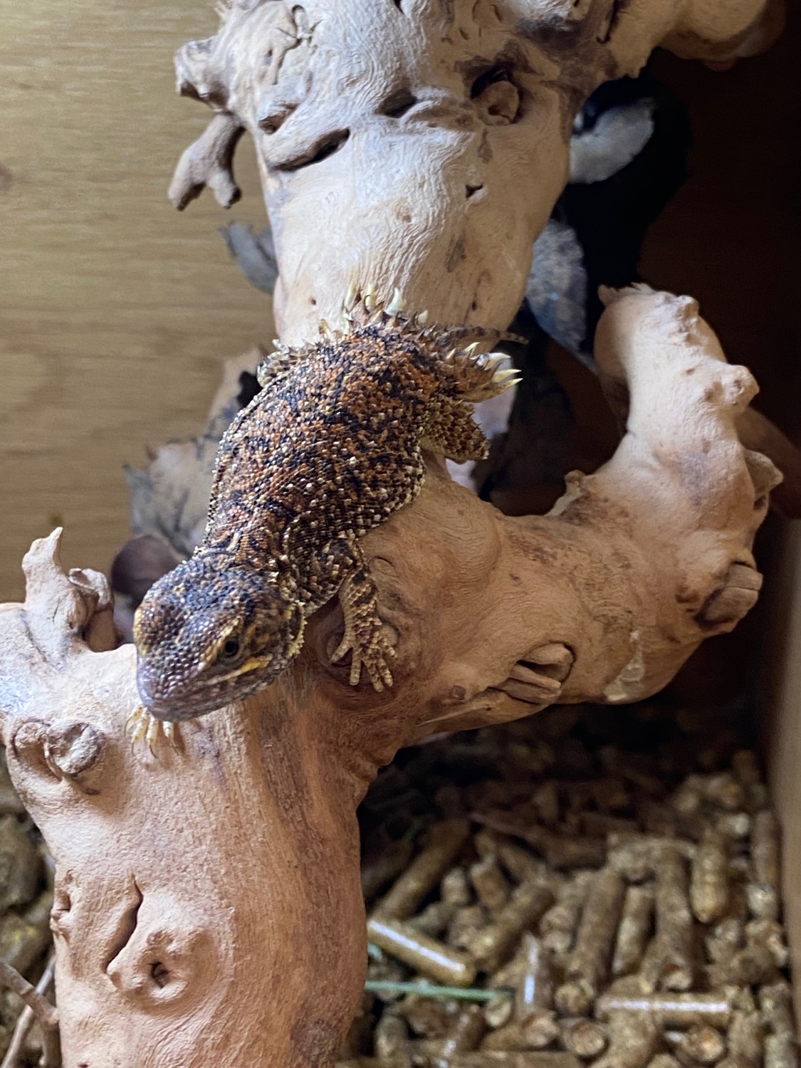 Shield Tail Agama More Lizard by Birmingham Reptiles - MorphMarket