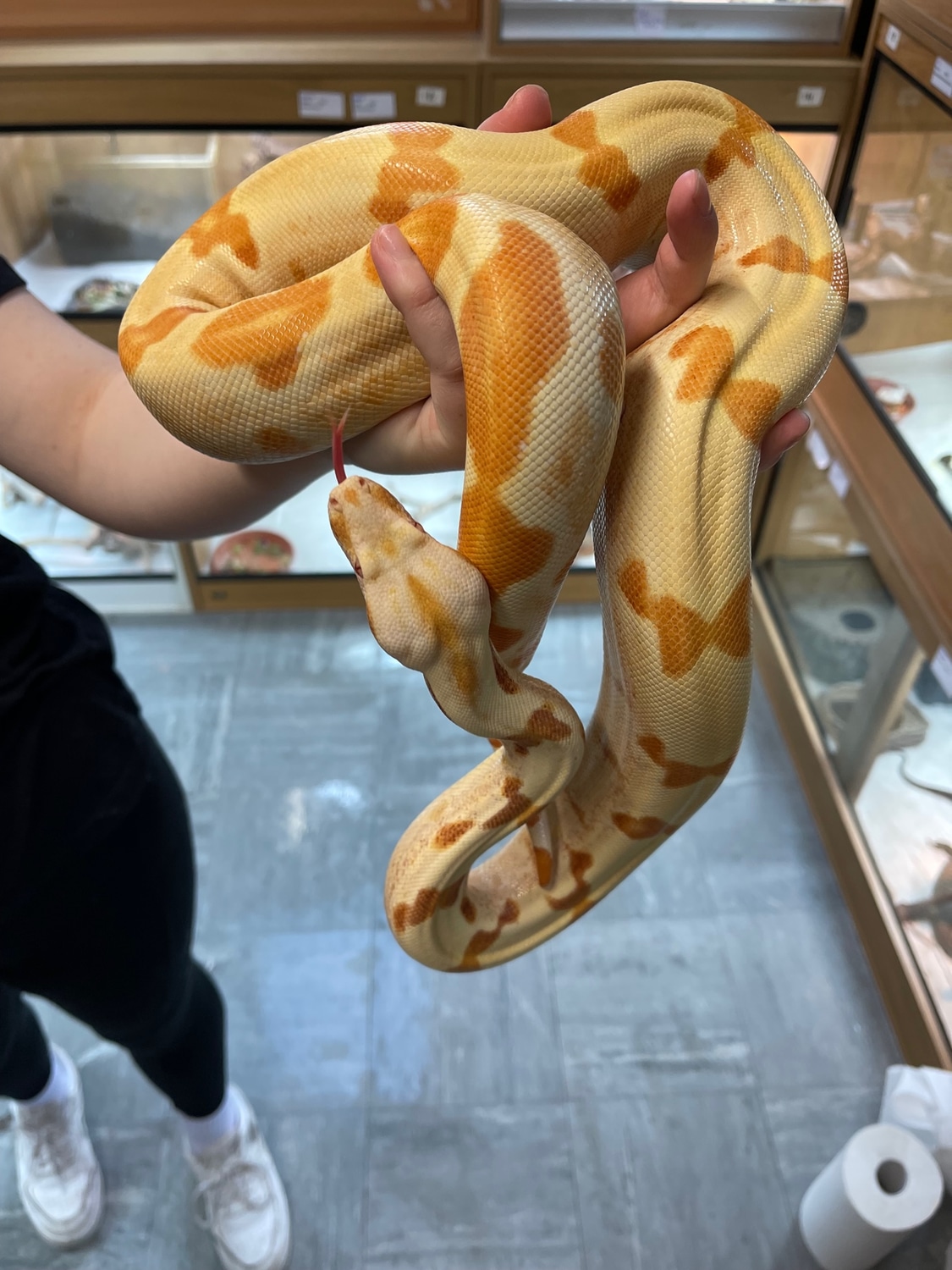 Kahl Junglow Central American Dwarf Boa Boa Constrictor by Birmingham ...