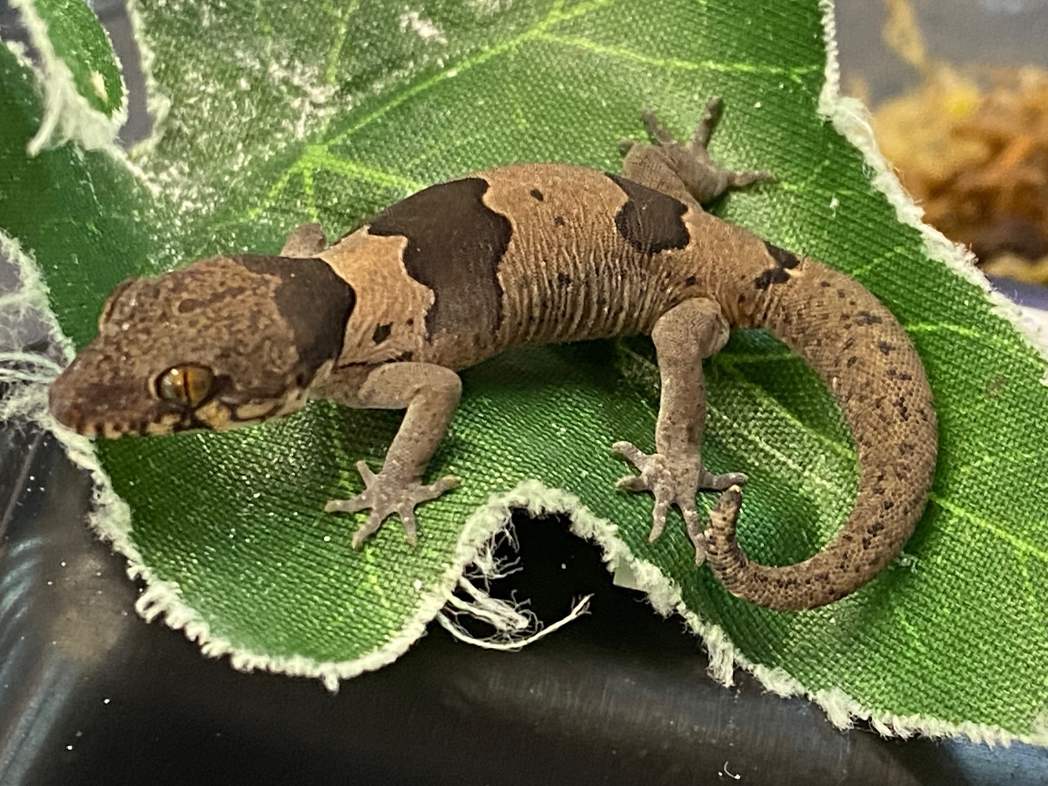 Yakhuna Geckos More Gecko by Birmingham Reptiles - MorphMarket