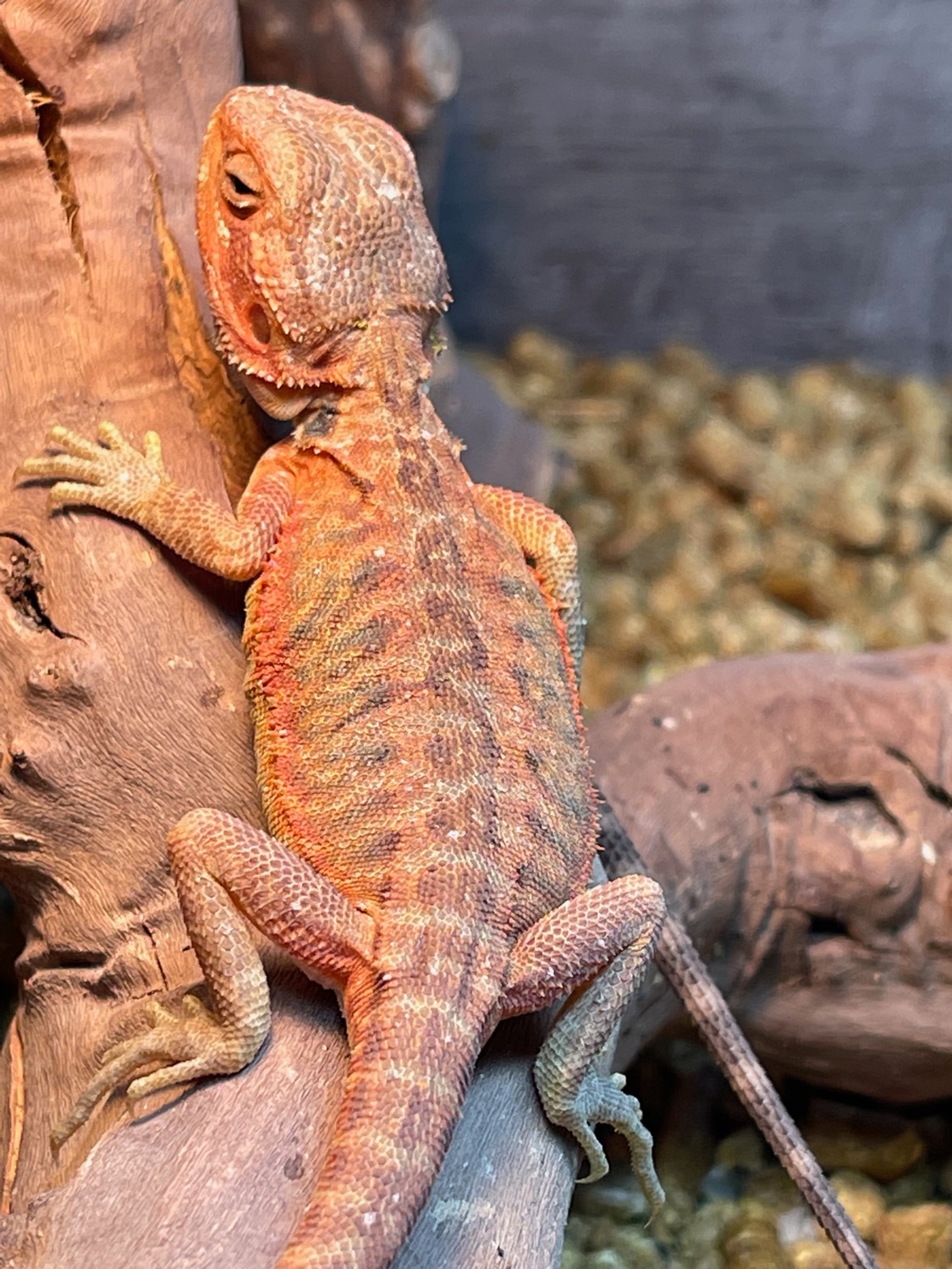 Extreme Red Hypo Trans Leatherback Blue Bar Genetic Stripe Central ...