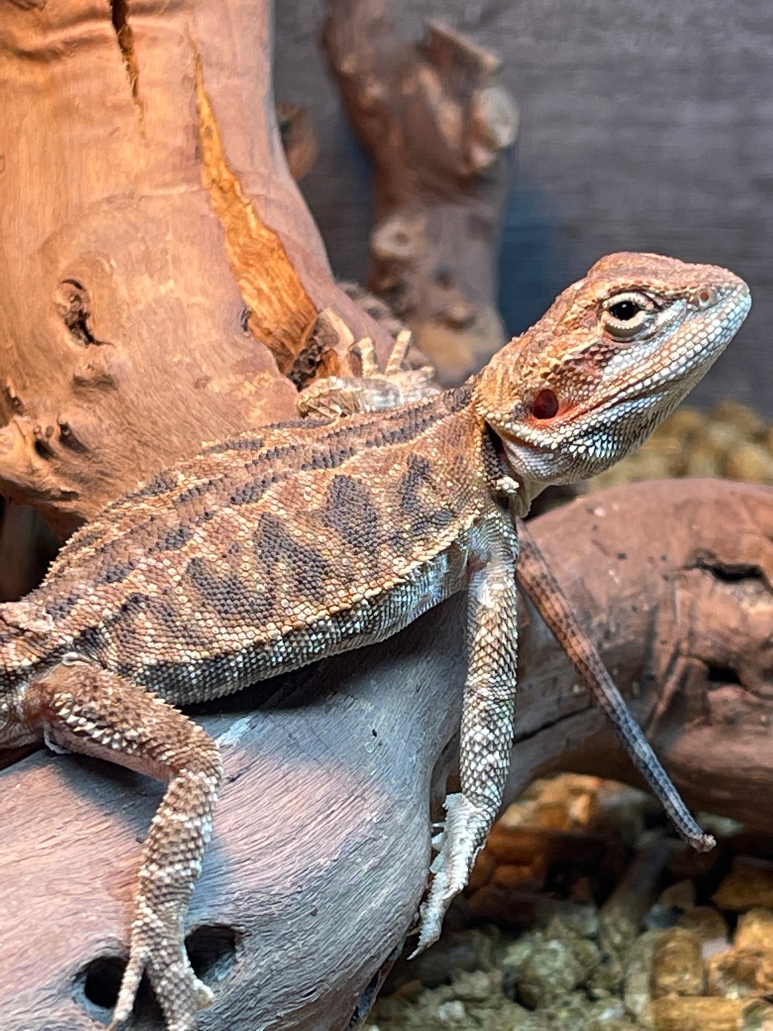 Tiger Blue Bar Leatherback Bearded Dragon Central Bearded Dragon by ...