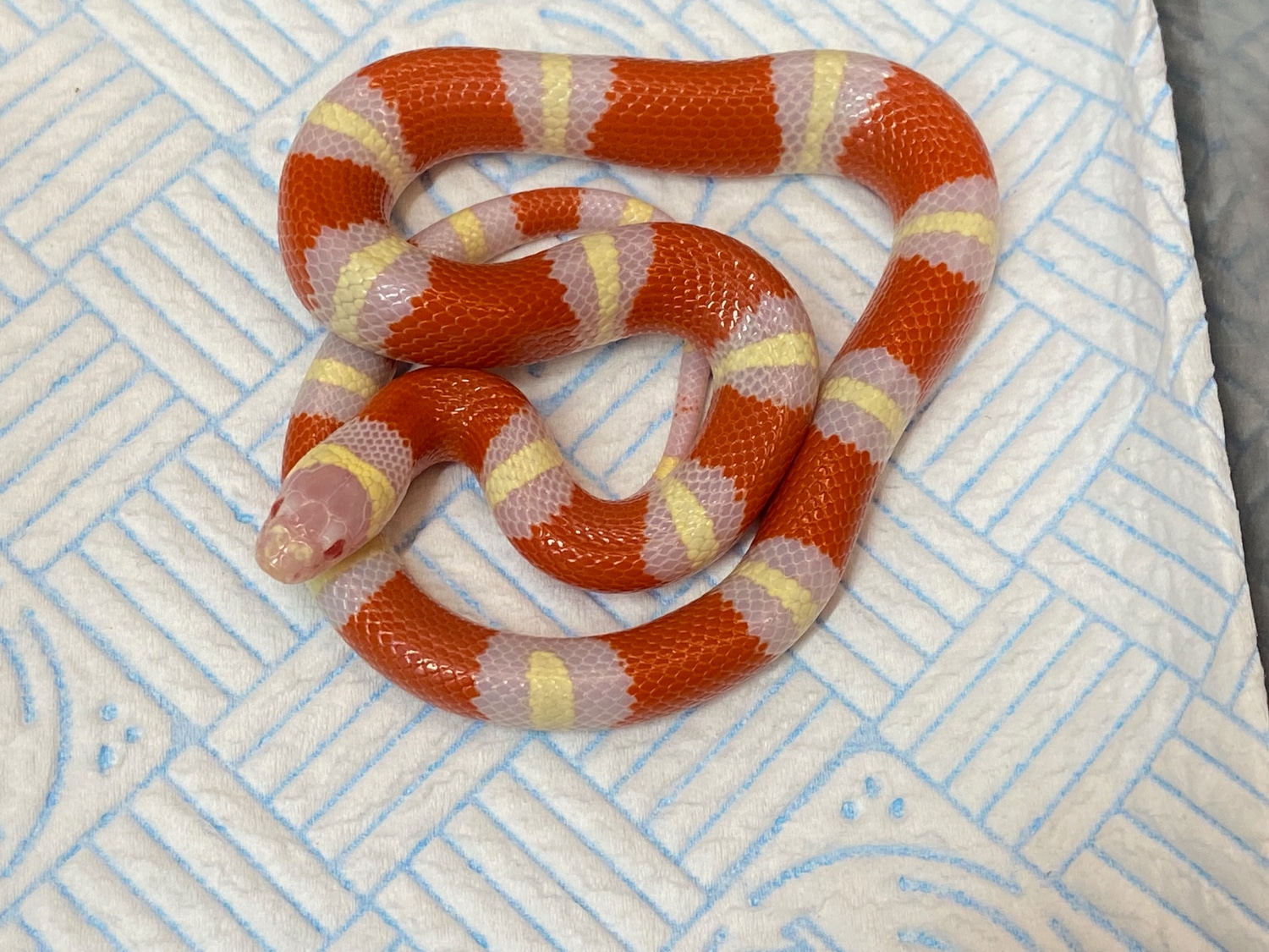 Albino Nelson's Milk Snake by Birmingham Reptiles - MorphMarket