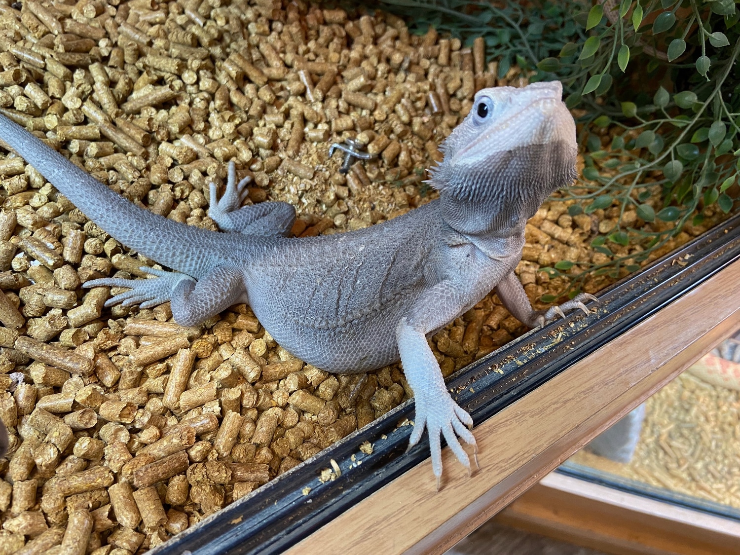 Hypo Trans Leatherback Zero Bearded Dragon Central Bearded Dragon by ...