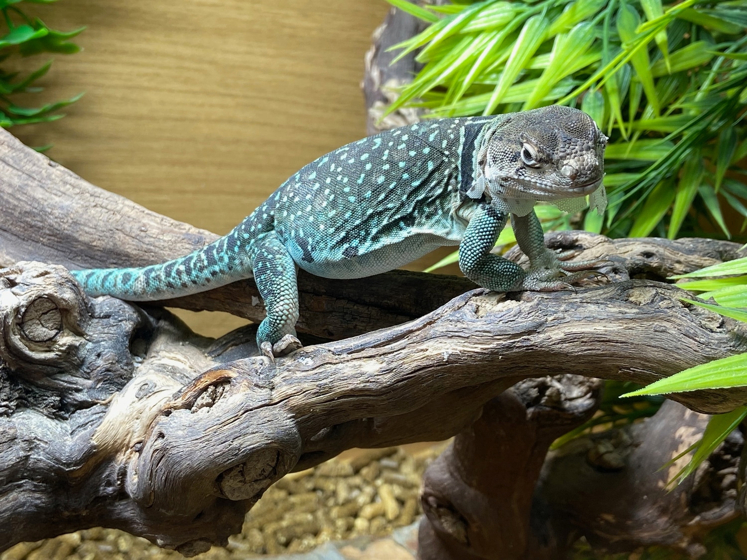 Blue Collard Lizard More Lizard by Birmingham Reptiles - MorphMarket