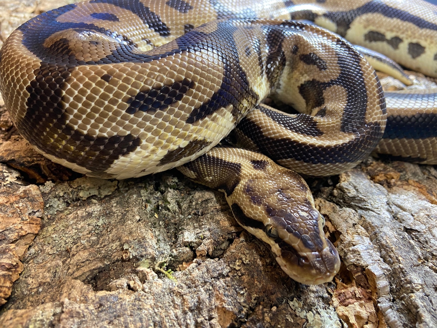 Selection Of Ball Python by Birmingham Reptiles - MorphMarket
