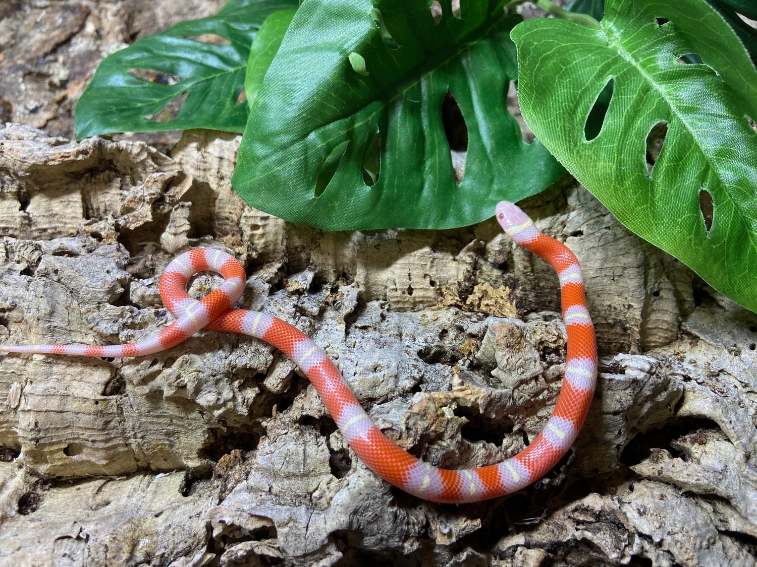 Albino Nelson's Milk Snake by Birmingham Reptiles - MorphMarket