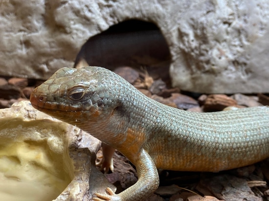 Kenyan Zebra Skinks More Skink by Birmingham Reptiles