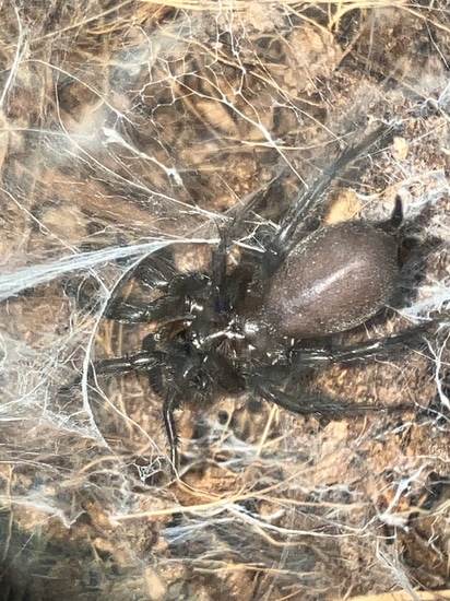 Spiny Curtain Web Spider (Euagrus Chisoseus) Trapdoor Spider by Lone ...