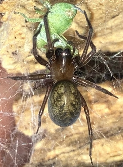 Hacklemesh Weaver - Metaltella Simoni Other Spider by Lone Star Arachnids