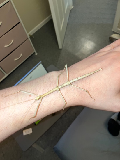 Northern Stick Insect - Diapheromera Femorata *read Description* by ...