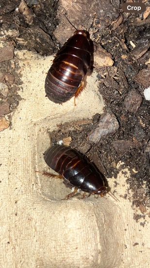 Surinam Cockroaches - Pycnoscelus Surinamensis by Lone Star Arachnids
