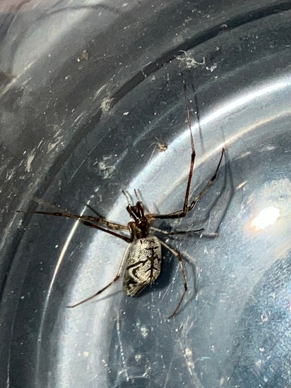 Long-Jawed Orb Weaver - Tetragnatha Elongata Orb-Weaver Spider by Lone ...