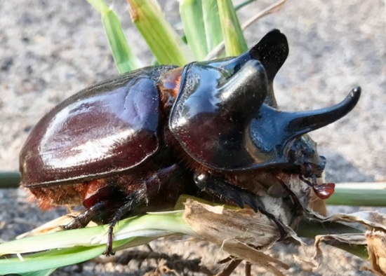 Giant Ox Beetle (Larvae) - Strategus Aloeus by Lone Star Arachnids