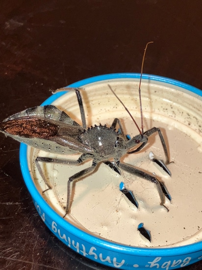 North American Wheel Bug - Arilus Cristatus Assassin Bug by Lone Star ...