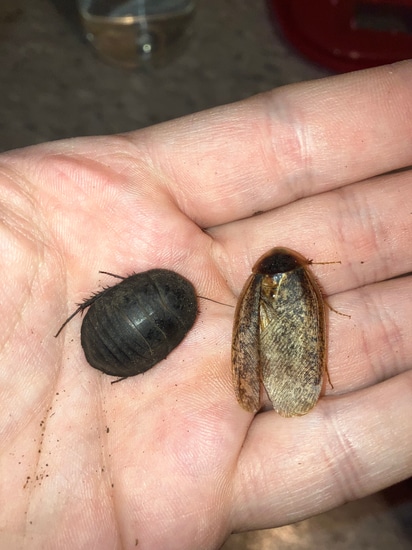 Boll’s Sand Cockaroaches - Arenivaga Bolliana X12 Cockroach by Lone Star Arachnids