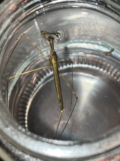 Slender Water Scorpion - Ranatra Sp More Invertebrate by Lone Star ...