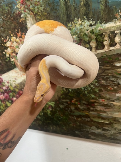 RTB Pied Lavender Poss Blackhead Ball Python by Bizarre Exotics