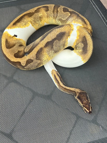 RTB Orange Dream Enchi Pied Ball Python by Bizarre Exotics