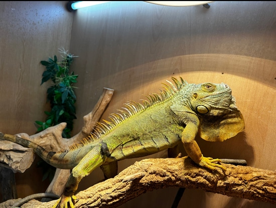Green Iguana For Sale by Bizarre Exotics UK