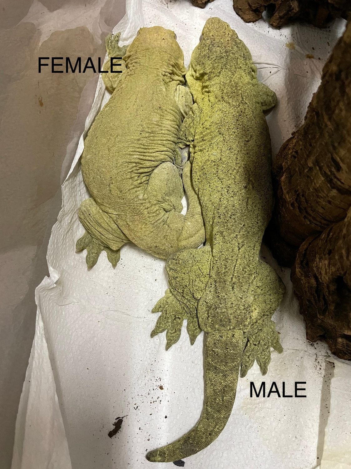 Bizzarexoticz's Collection - MorphMarket