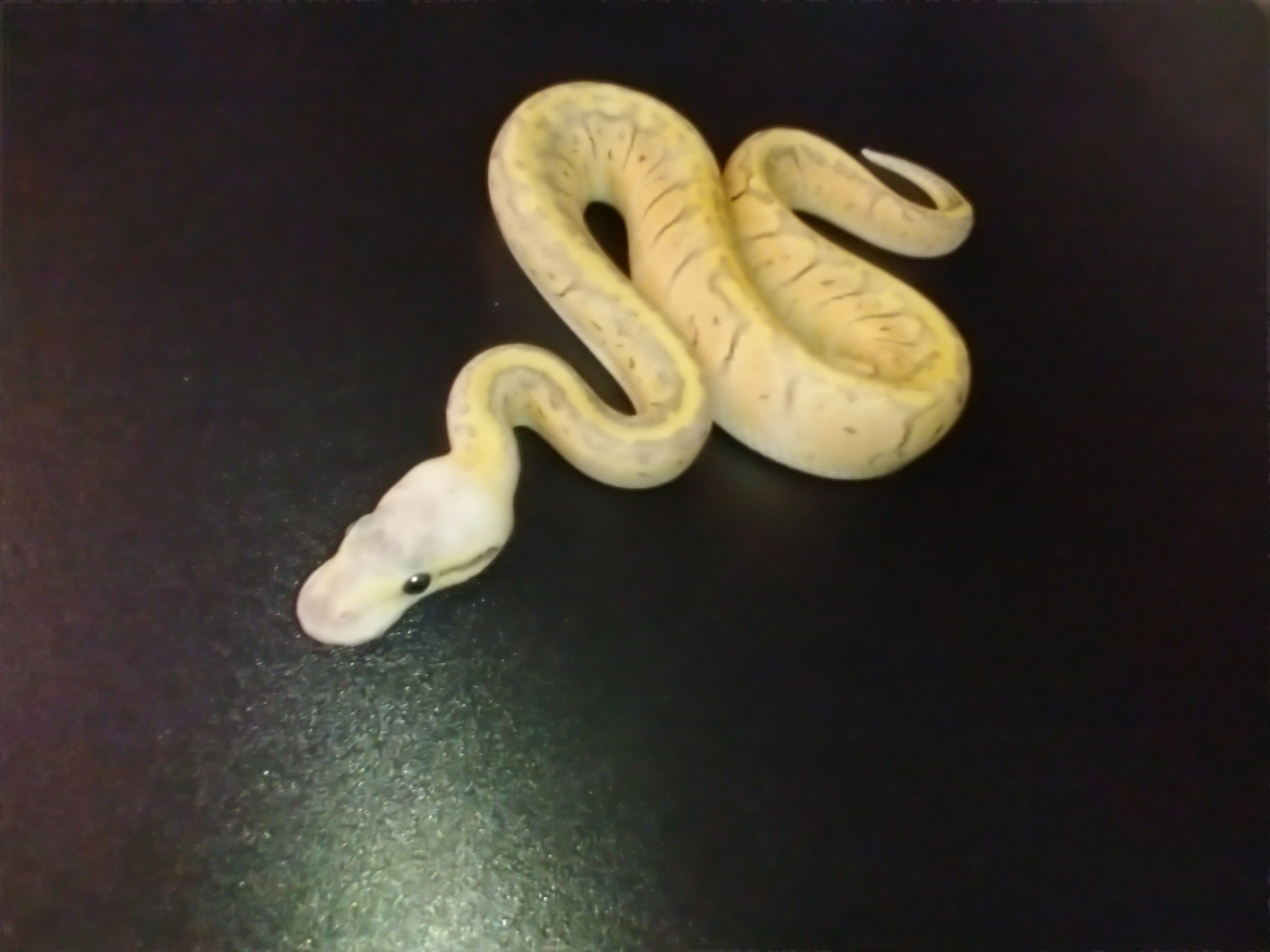 Killer Blast Ball Python by BPK Serpents - MorphMarket