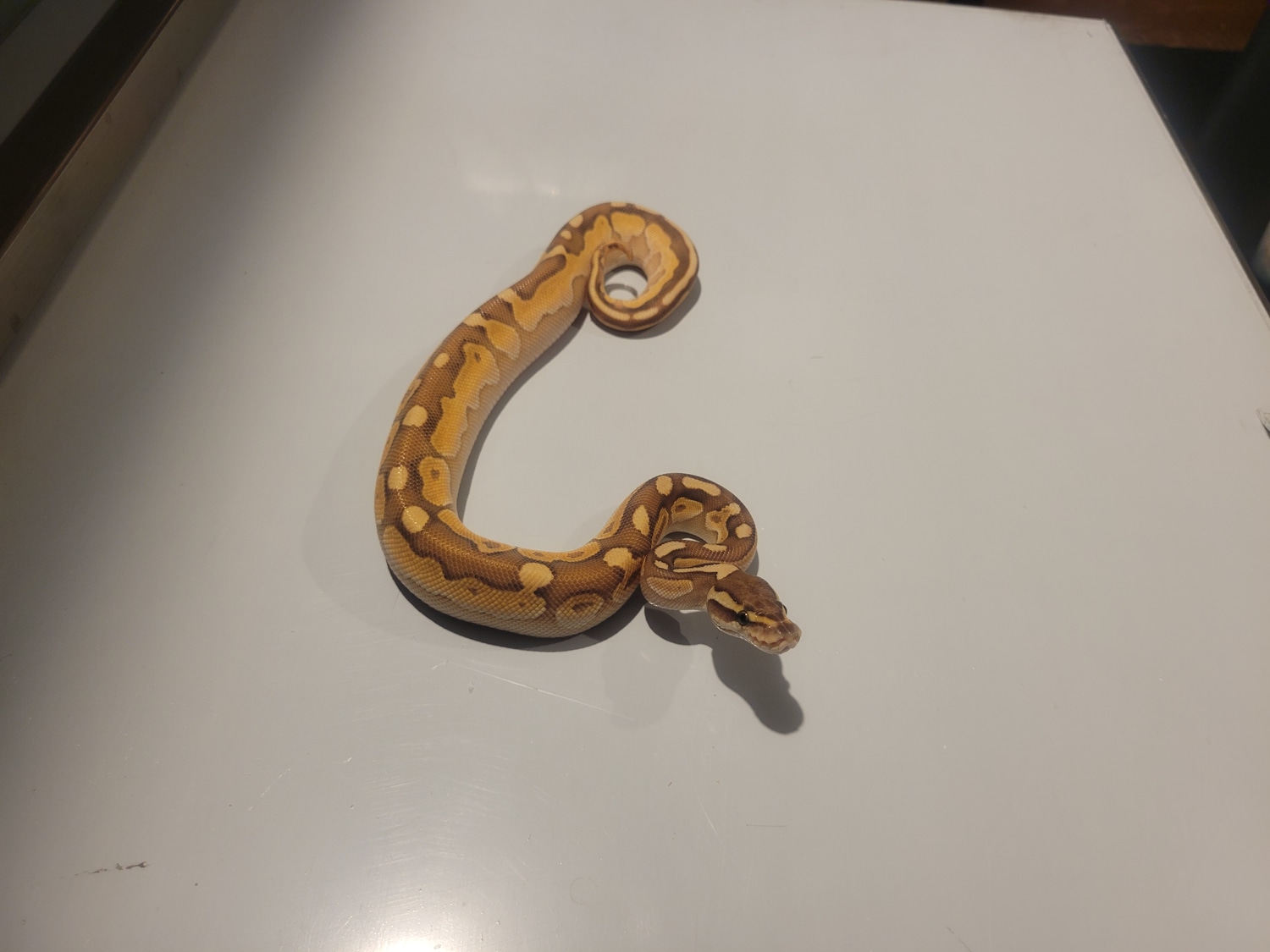 Black Pastel Lesser Ball Python by Scaleacious Morphs - MorphMarket