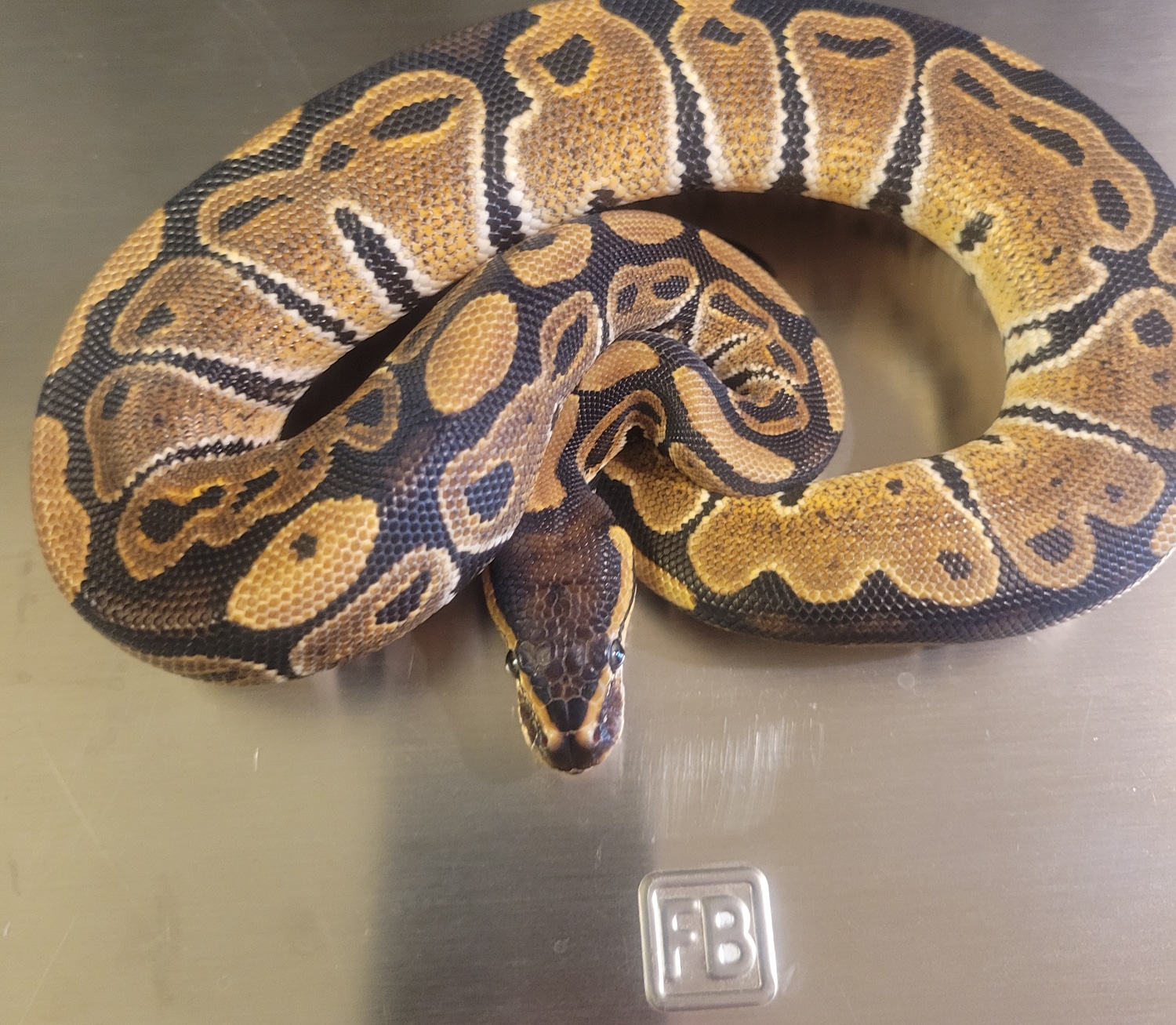 Het Genetic Stripe Ball Python by Scaleacious Morphs - MorphMarket