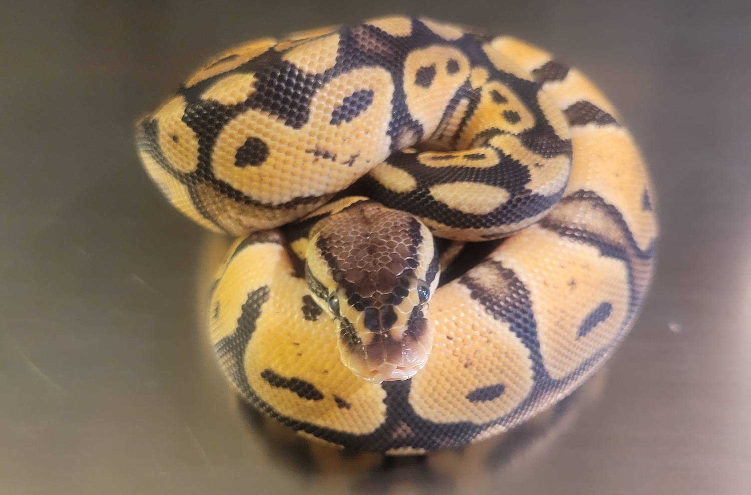 Pastel Het Genetic Stripe Ball Python by Scaleacious Morphs - MorphMarket
