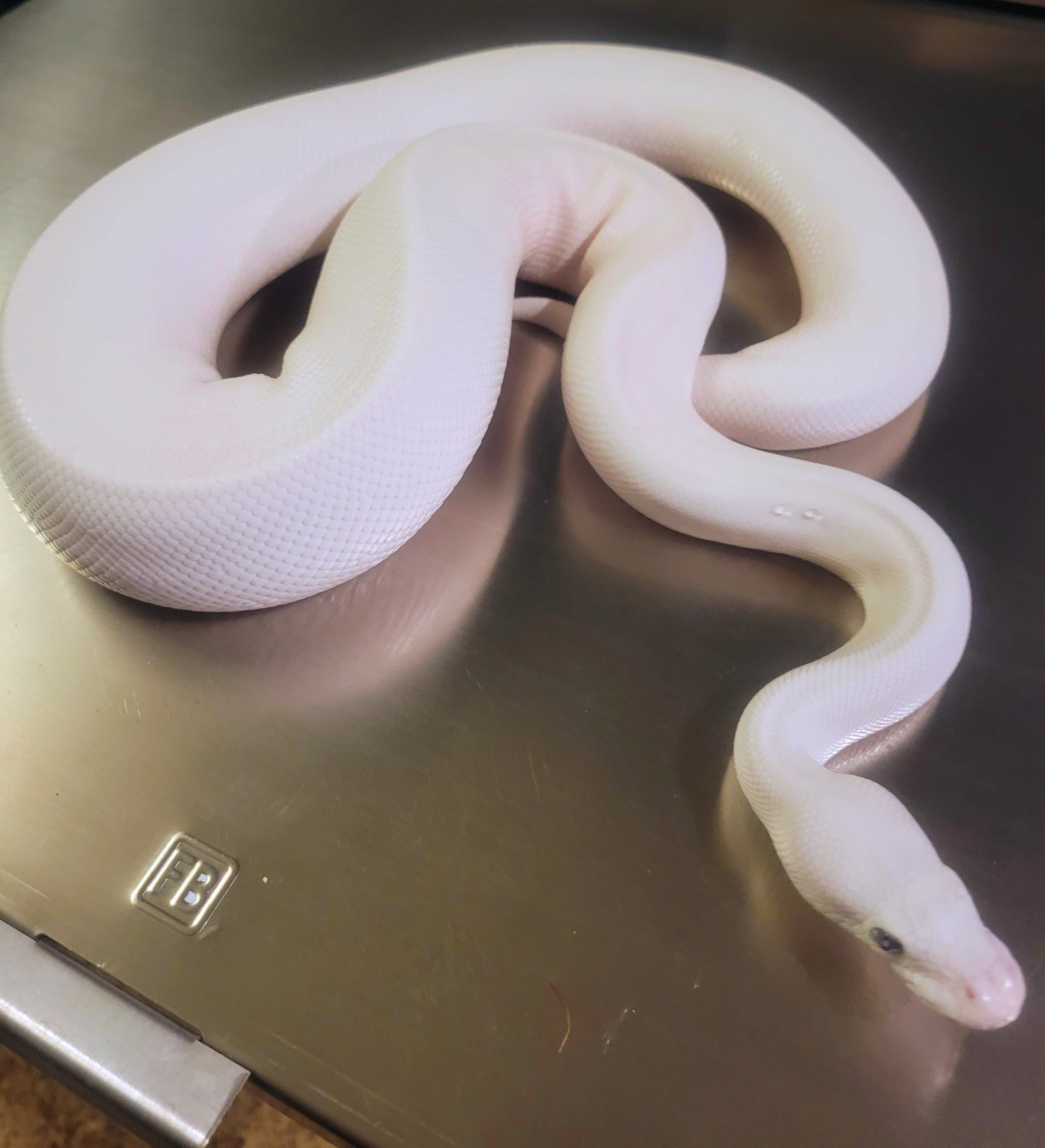 Proven Blue Eyed Lucy Breeder Ball Python by Scaleacious Morphs ...