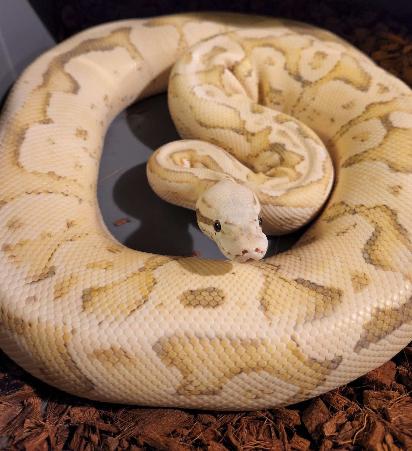 Vanilla Scream Proven Breeder Ball Python by Scaleacious Morphs ...
