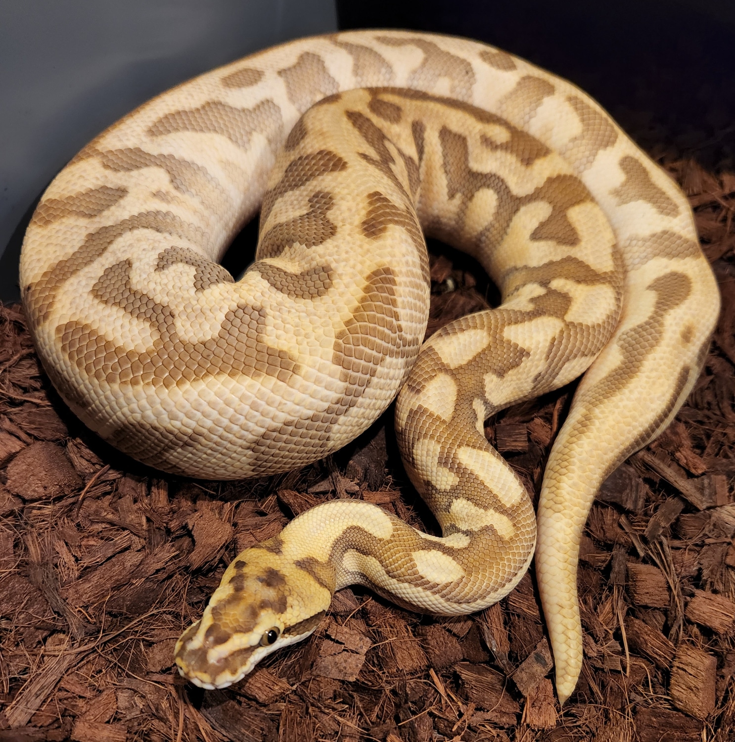 Proven Leopard Spotnose Enchi Lesser 66% PH Clown Ball Python by ...