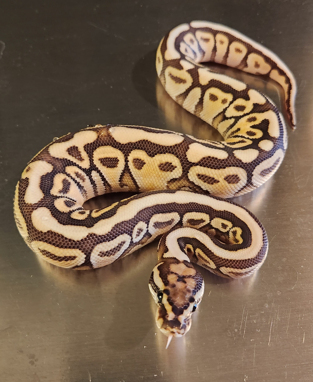 Lesser Spotnose Vanilla Ball Python by Scaleacious Morphs - MorphMarket