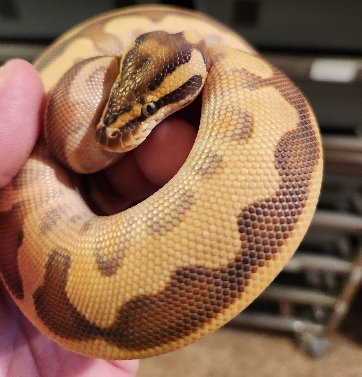 Leopard Lesser Orange Dream Ball Python by Scaleacious Morphs - MorphMarket