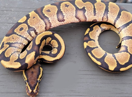 Free ️ Gravel Or Spark Ball Python by Scaleacious Morphs