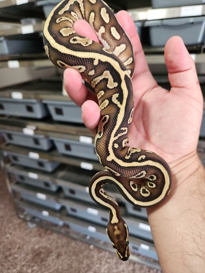 Free ️ Black Pastel Leopard Vanilla Ball Python by Scaleacious Morphs