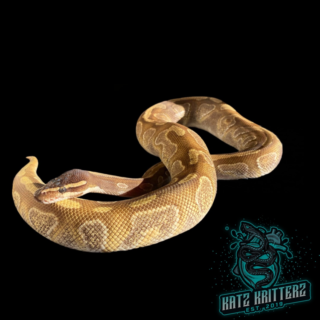 Enchi Mojave Ball Python by Katz Kritterz - MorphMarket